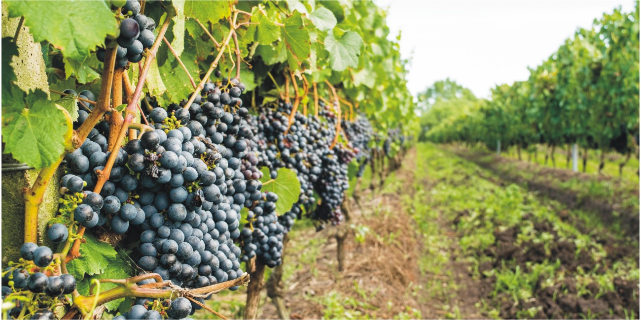 GreenFields Croatia – Farming Jobs For Summer to Autumn 2025 - Europe ...